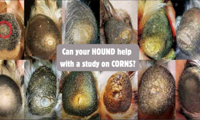 Superficial Flexor Digital Tenotomy: Accepted Best Treatment for Corns ...