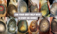 Education Resources - Greyhound Health Initiative