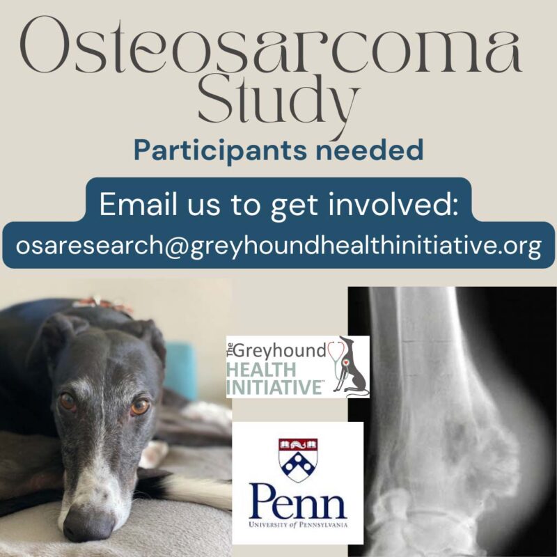 osteosarcoma research Archives - Greyhound Health Initiative